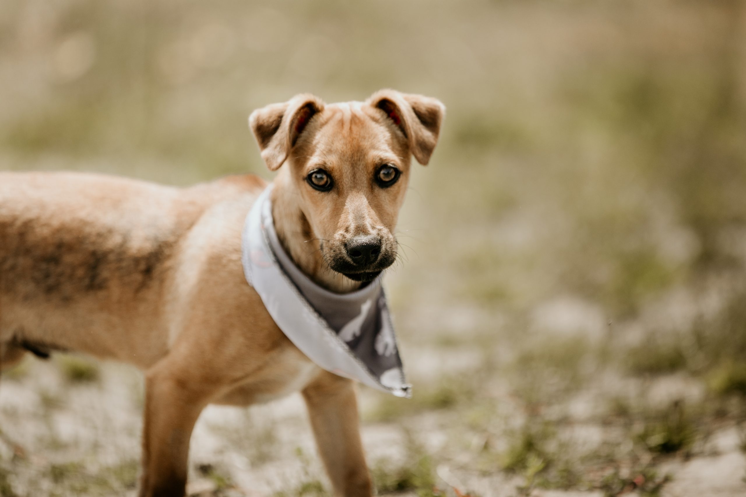 Meet Mitch, our spokes-canine - Animal Rescue Organisation