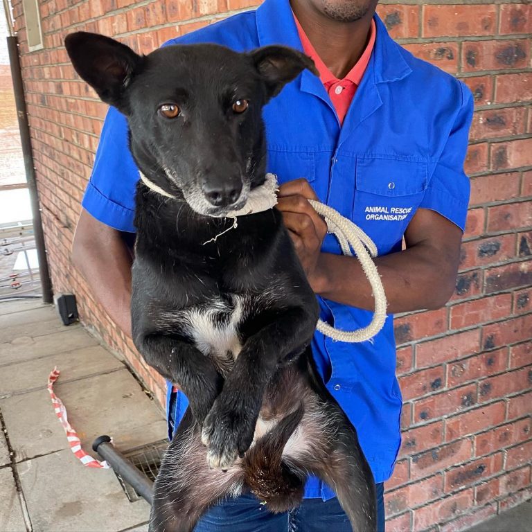 About - Animal Rescue Organisation